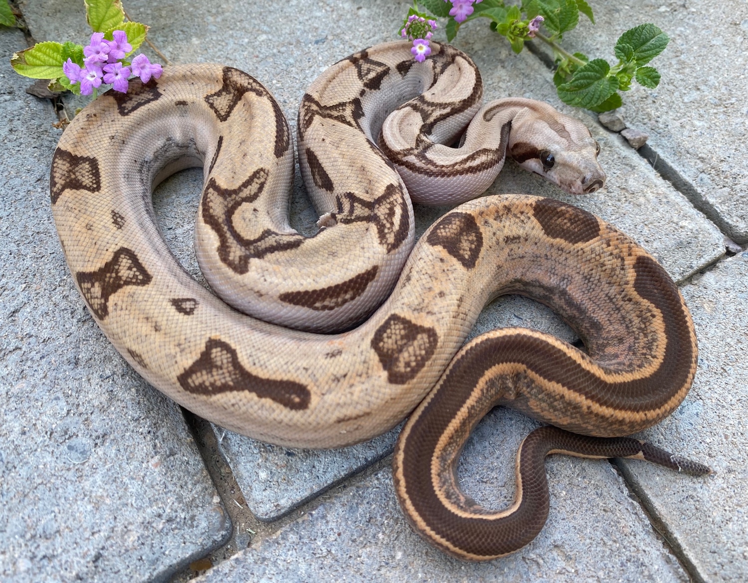Hypo Blood Motley 66% Kahl Boa Constrictor by LowKeyBoas - MorphMarket