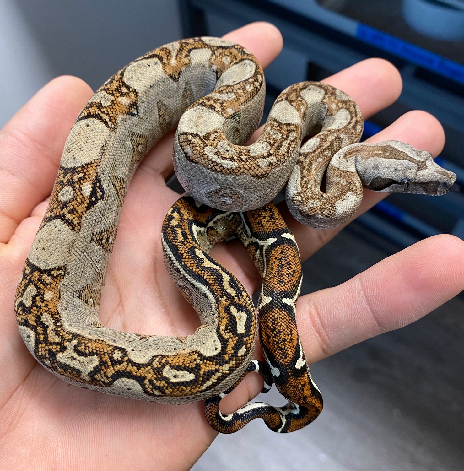 66% Spector Boa Constrictor by LowKeyBoas - MorphMarket