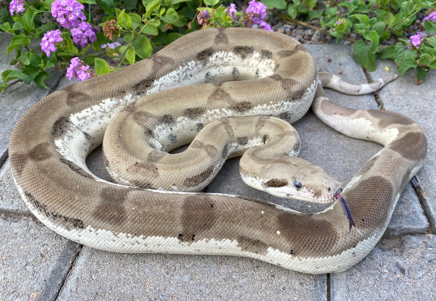 Ghost Fire Boa Constrictor by LowKeyBoas - MorphMarket