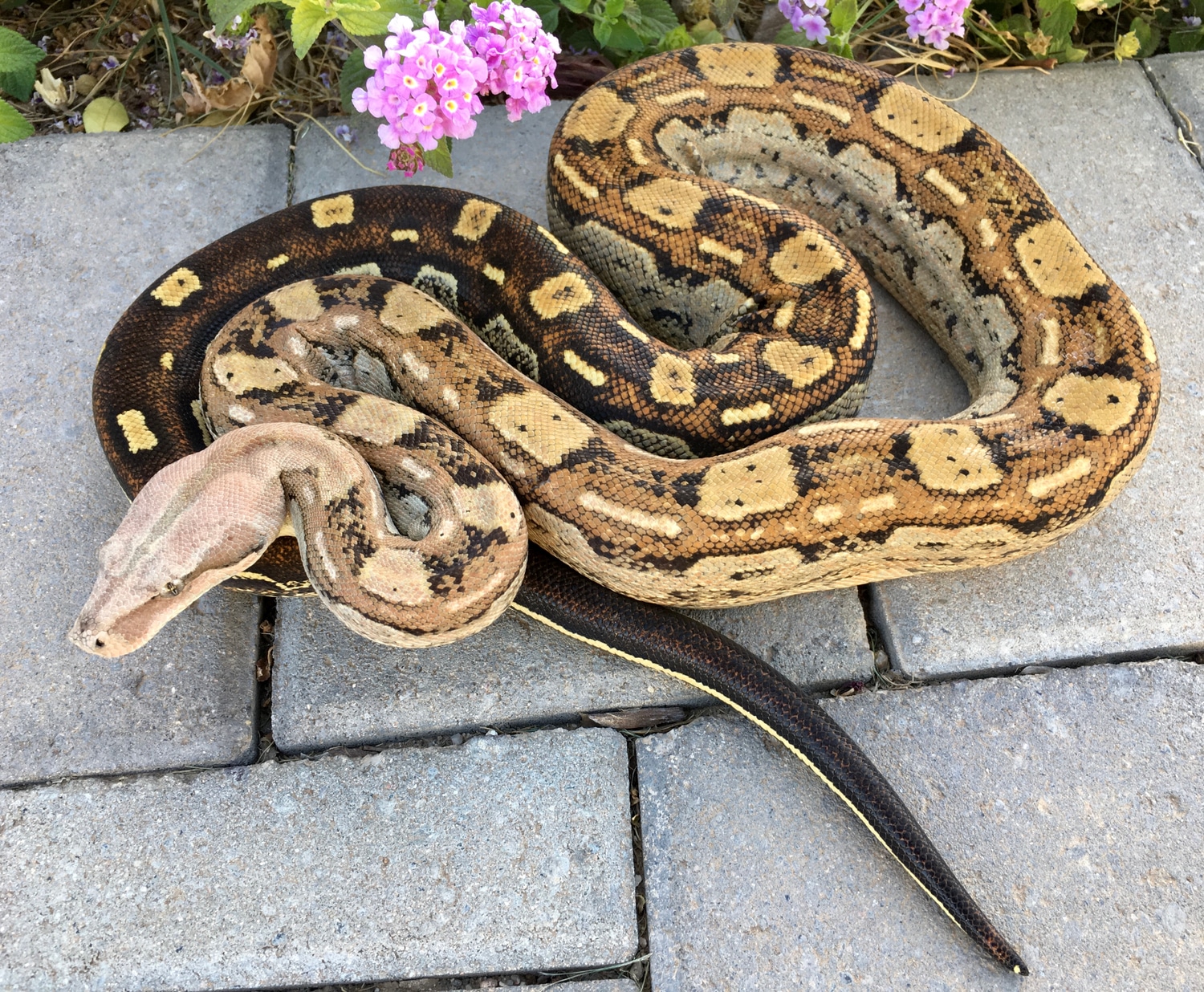 IMG Anery 66% VPI T Boa Constrictor by LowKeyBoas - MorphMarket