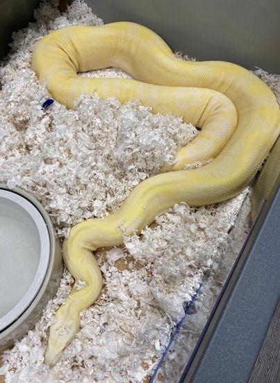 Moonglow Motley Boa Constrictor by LowKeyBoas