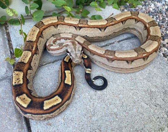 Raptor Keywest Boa Constrictor by LowKeyBoas
