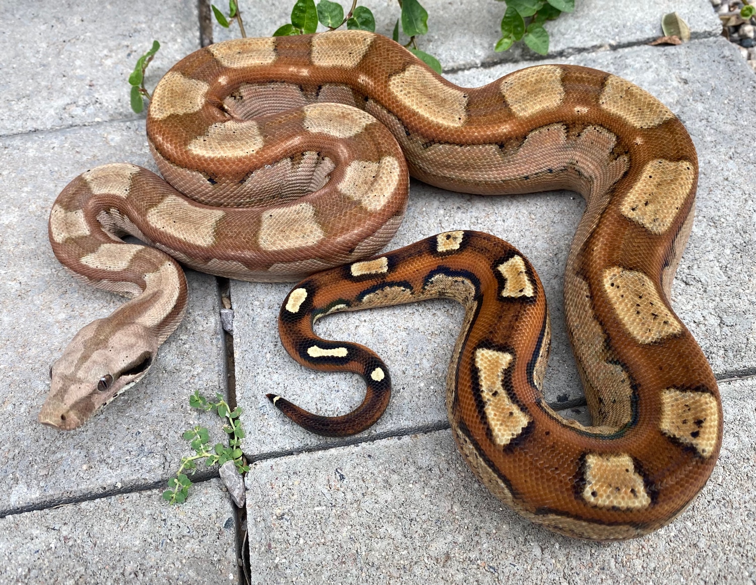 Raptor Keywest Boa Constrictor by LowKeyBoas - MorphMarket