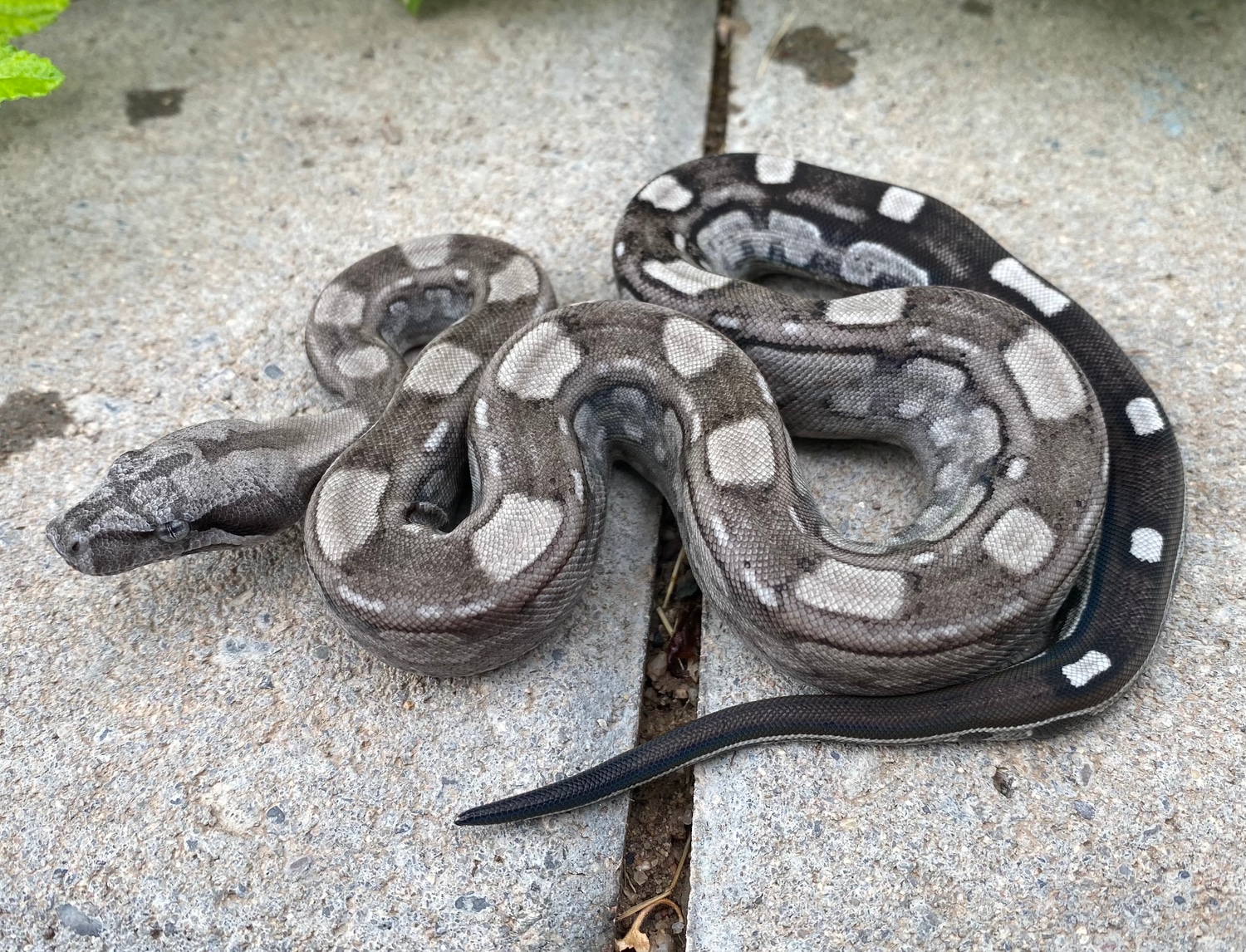 Anery Aztec Jungle Keywest Boa Constrictor by LowKeyBoas - MorphMarket