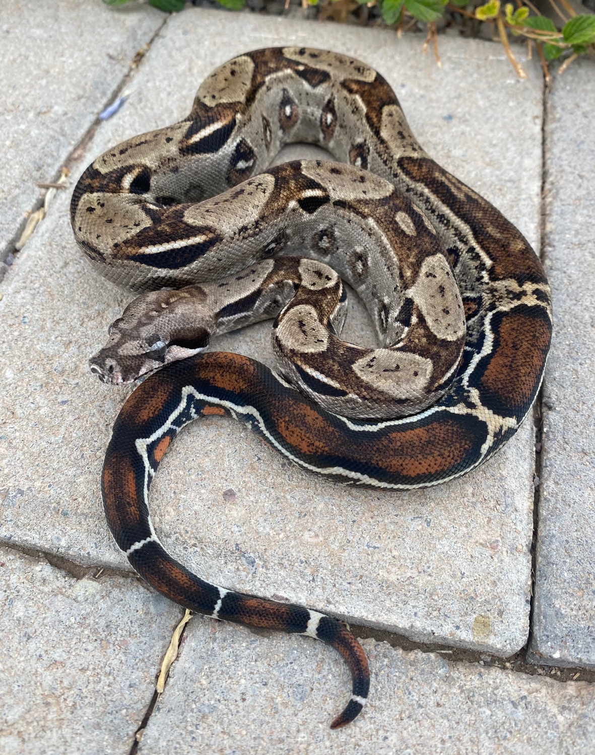 Albino Roswell Dh Snow Boa Constrictor by LowKeyBoas - MorphMarket