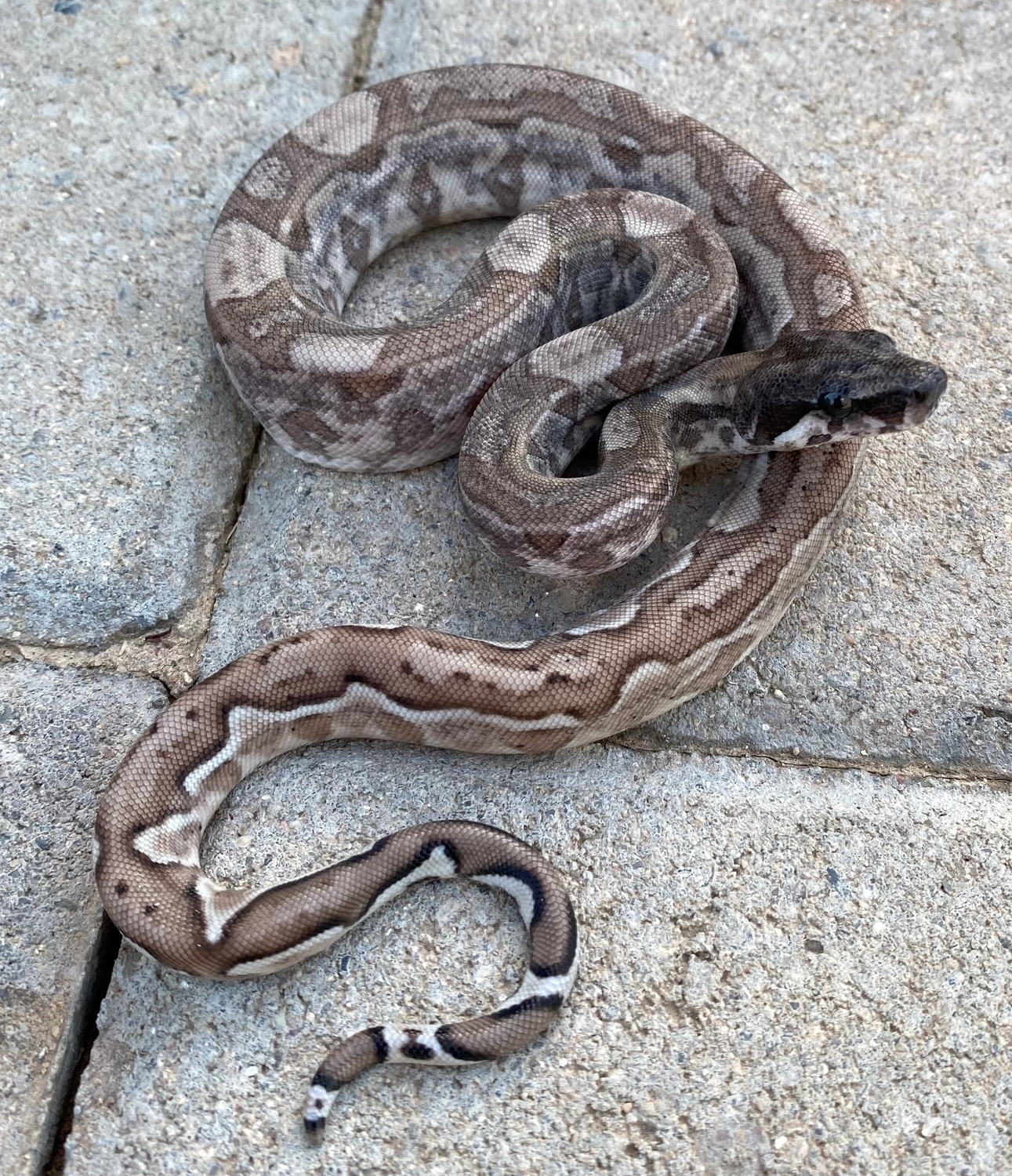 Ghost RDR 66% VPI T+ Boa Constrictor by LowKeyBoas - MorphMarket