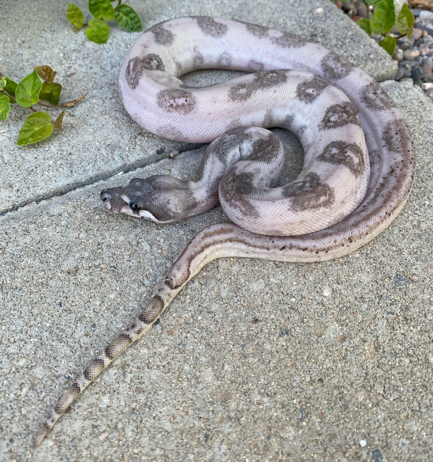 Super Ghost Leopard 50% Kahl Boa Constrictor by LowKeyBoas - MorphMarket