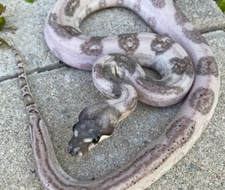Super Ghost Leopard 50% Kahl Boa Constrictor by LowKeyBoas - MorphMarket