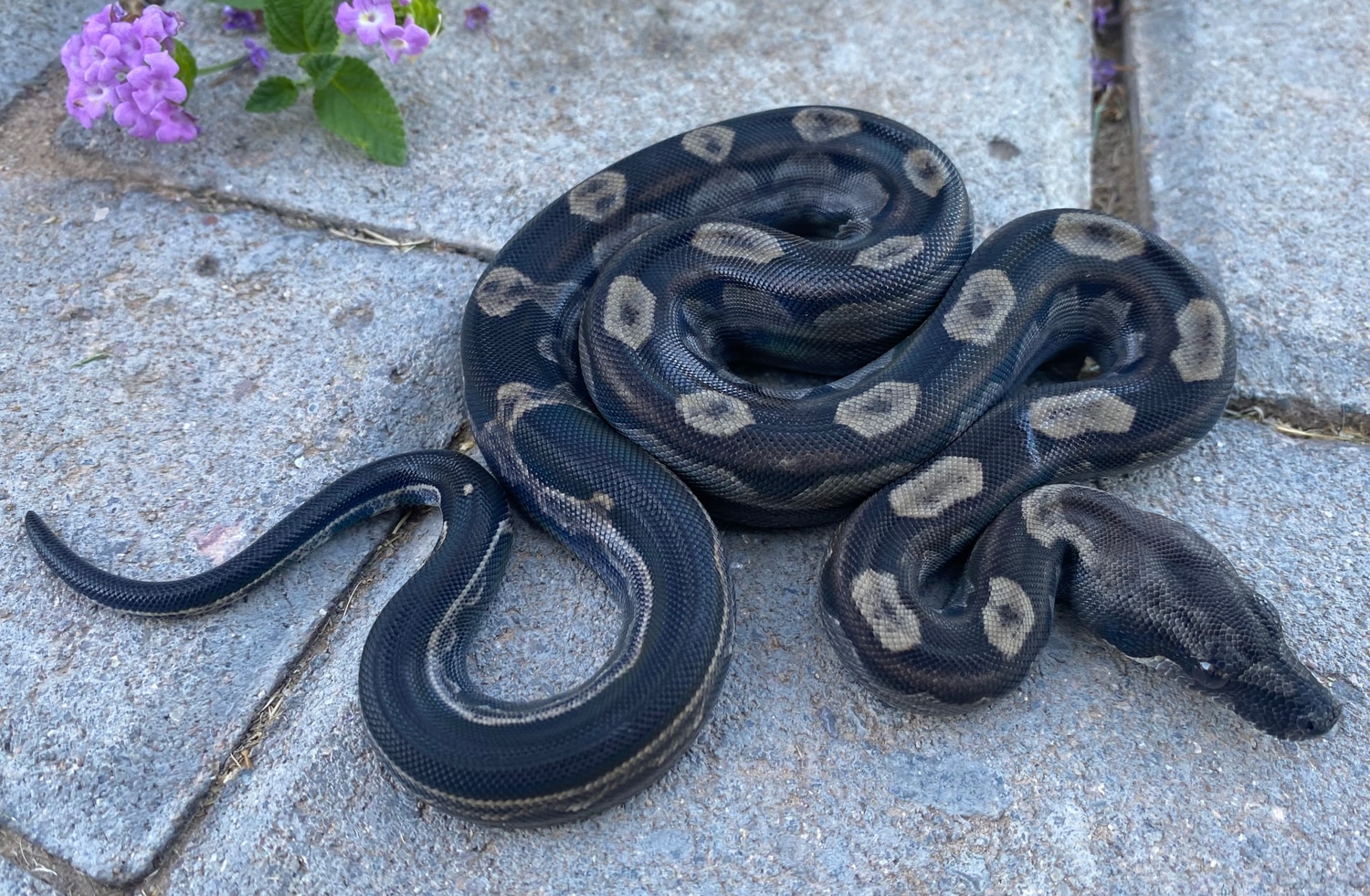 IMG Motley Dh Spector 66% Kahl Boa Constrictor by LowKeyBoas - MorphMarket