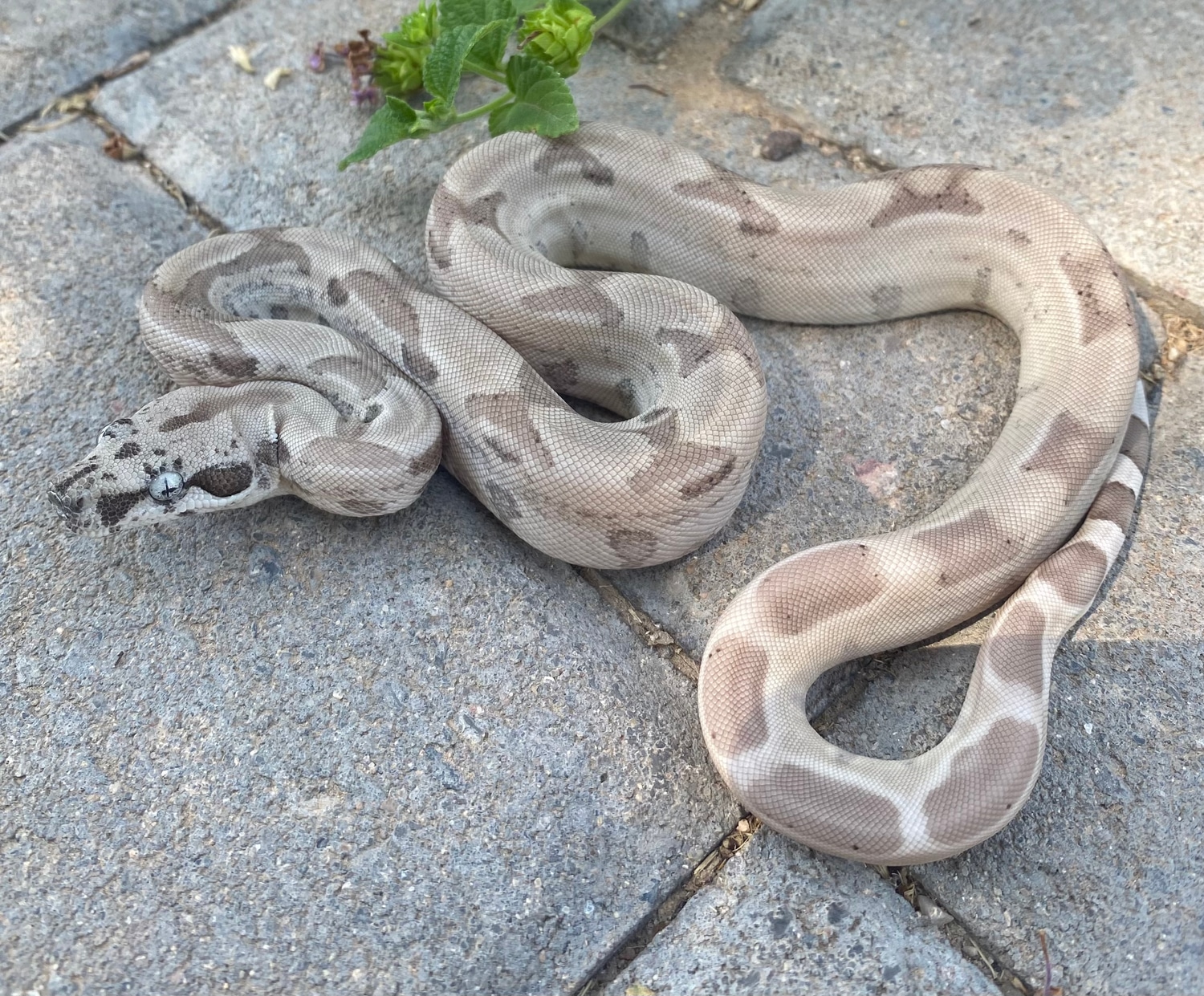 Ghost 66% Blood Boa Constrictor by LowKeyBoas - MorphMarket