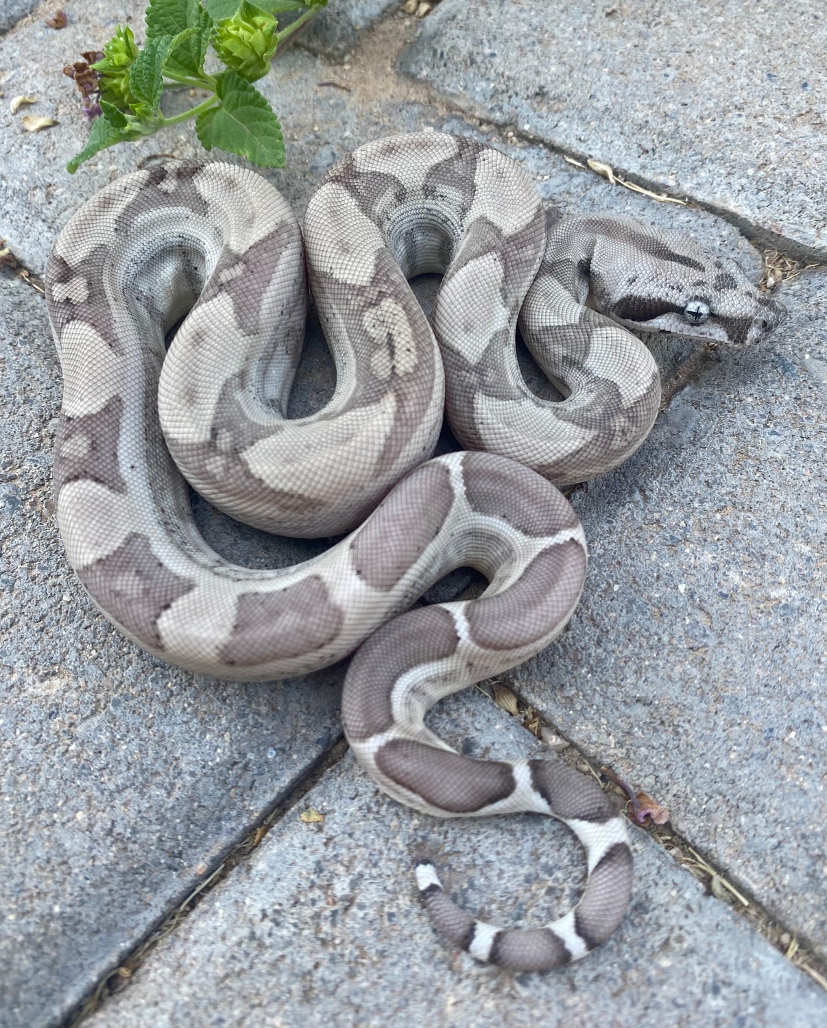 Ghost 66% Blood Boa Constrictor by LowKeyBoas - MorphMarket