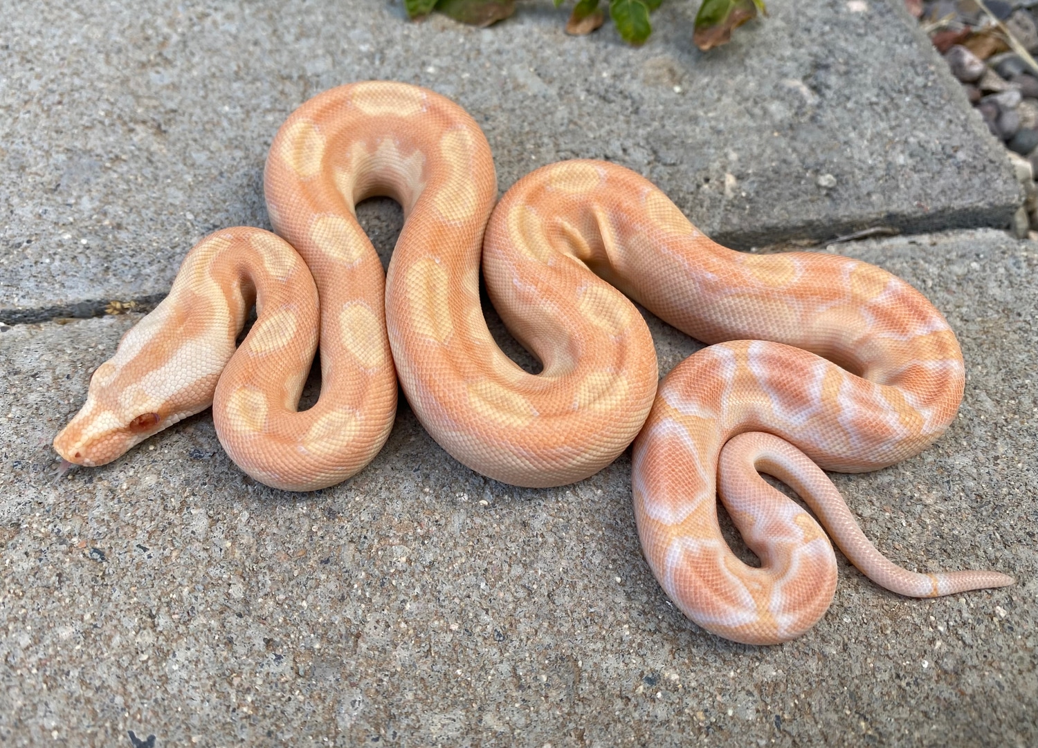 IMG Kahl Albino Motley Dh VPI T+ RDR (Spector) Boa Constrictor by ...