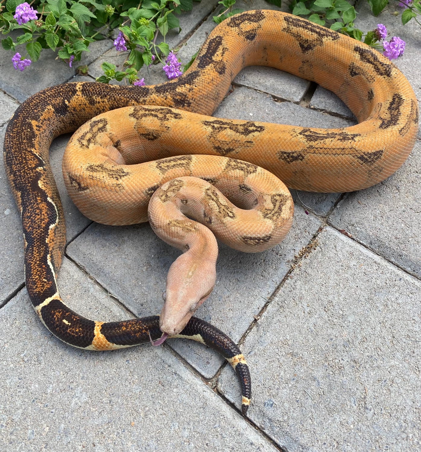 VPI T+ Het Blood Boa Constrictor by LowKeyBoas - MorphMarket