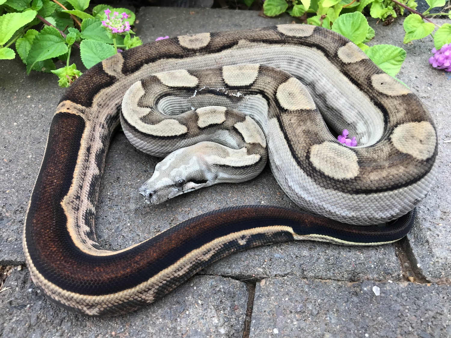 Motley Dh. VPI T+ RDR Boa Constrictor by LowKeyBoas - MorphMarket