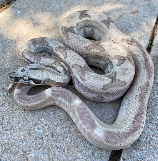 Poss Super Ghost 66% Blood Boa Constrictor by LowKeyBoas