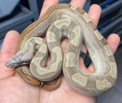 Motley Dh. VPI T+ RDR Boa Constrictor by LowKeyBoas - MorphMarket