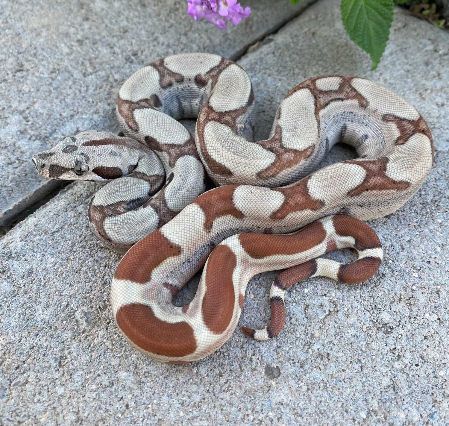 Hypo Jungle Dh Anery Blood Boa Constrictor by LowKeyBoas - MorphMarket