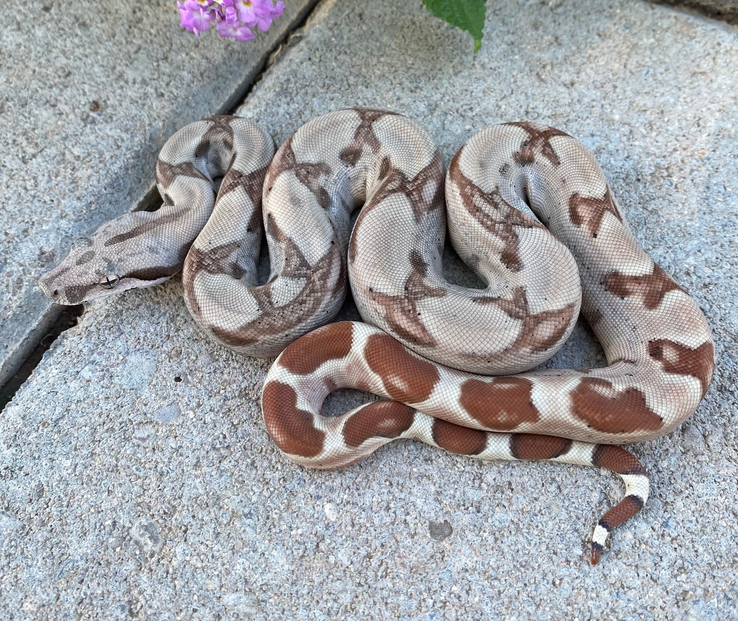 Hypo Dh Anery Blood Boa Constrictor by LowKeyBoas - MorphMarket