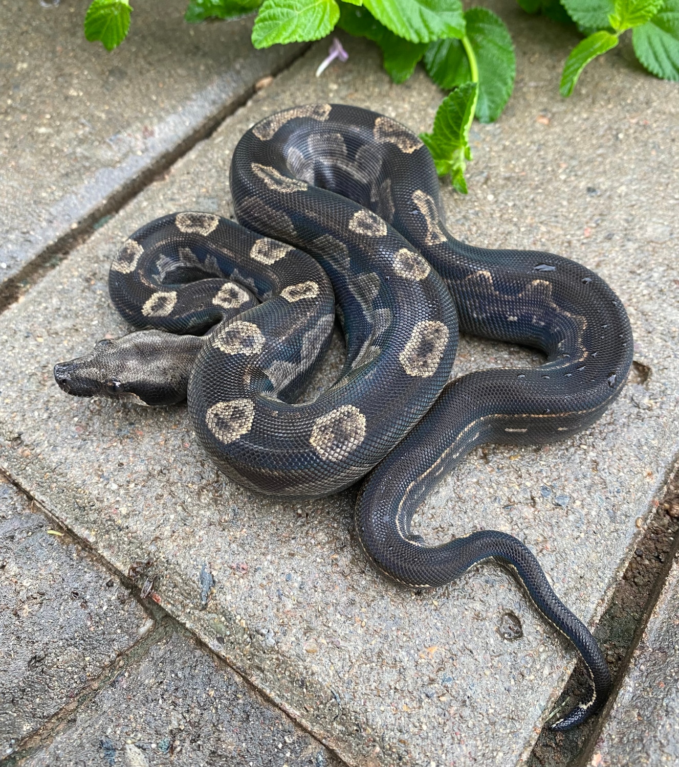 IMG Motley Dh Spector Boa Constrictor by LowKeyBoas - MorphMarket