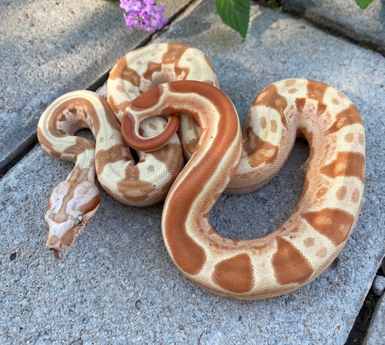 VPI T+ IMG Sunglow Motley Boa Constrictor by LowKeyBoas