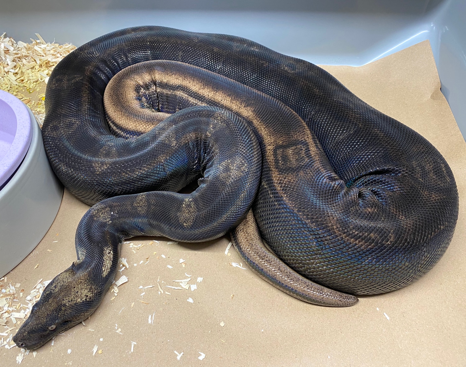 IMG Hypo Motley Triple Het VPI T+ Blood Anery Boa Constrictor by ...
