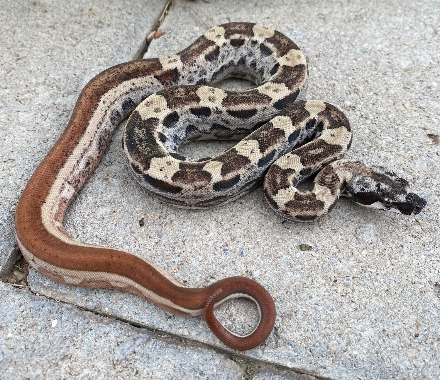 IMG Hypo Motley Triple Het VPI T+ Blood Anery Boa Constrictor by ...