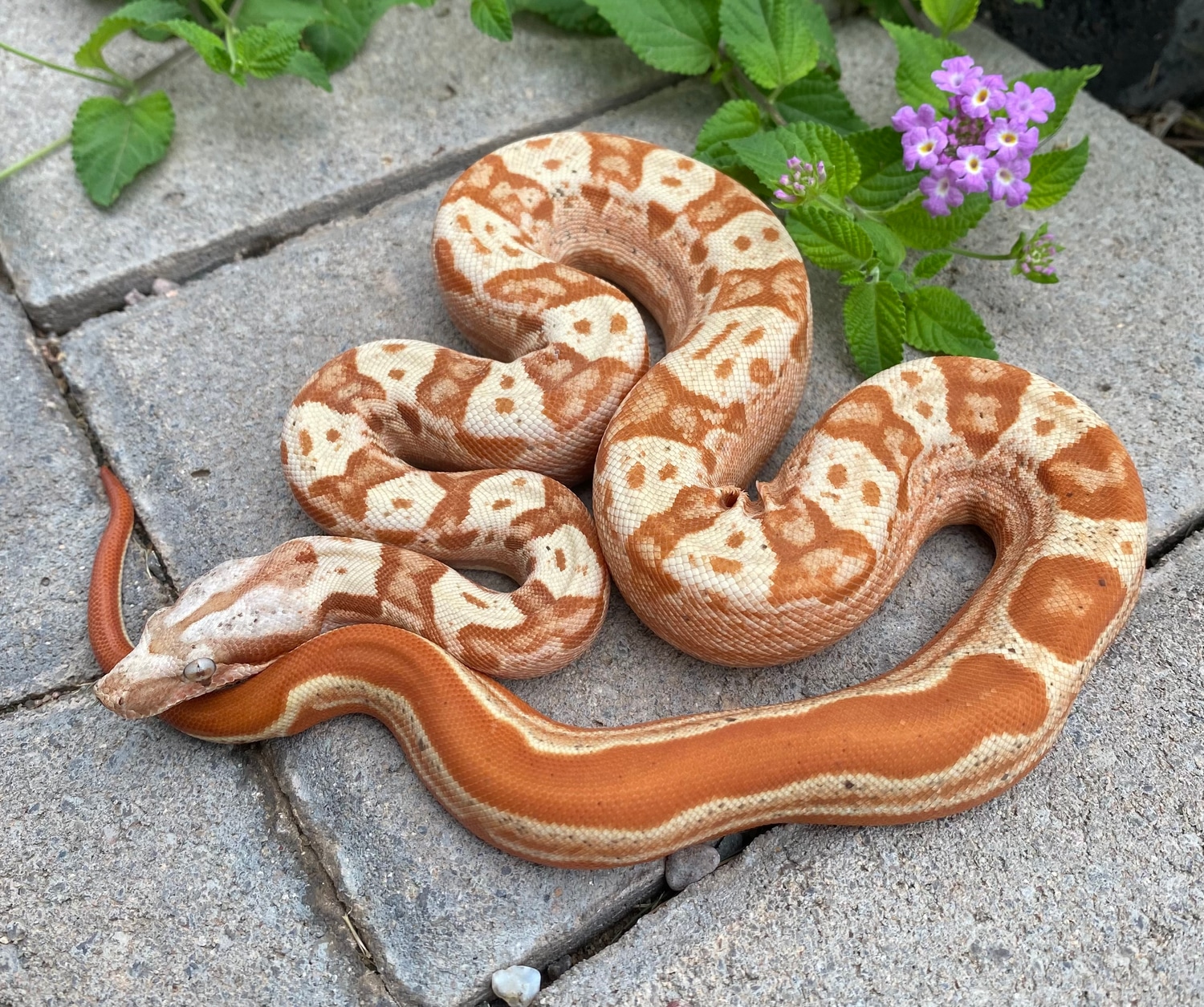 IMG VPI T+ Sunglow Motley Boa Constrictor by LowKeyBoas - MorphMarket