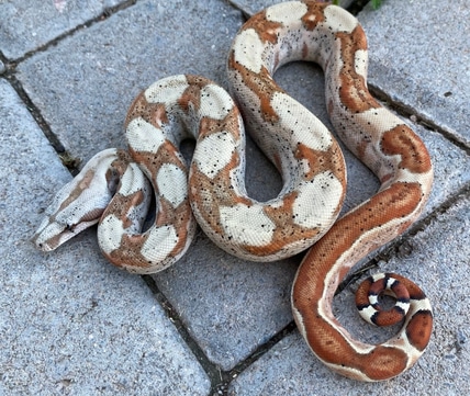Scoria Het Blood Boa Constrictor by LowKeyBoas - MorphMarket
