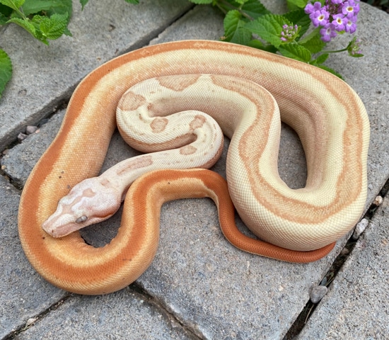 VPI T+ Fire Sunglow Motley Boa Constrictor by LowKeyBoas