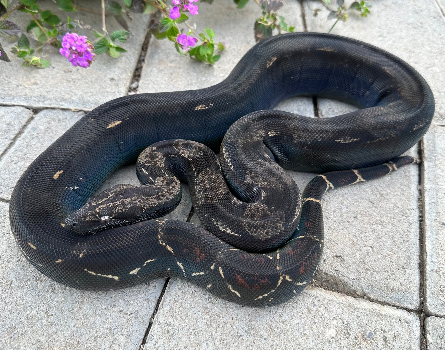 Anery IMG Leopard Boa Constrictor by LowKeyBoas - MorphMarket