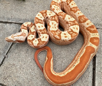 Motley Dh. VPI T+ RDR Boa Constrictor by LowKeyBoas - MorphMarket