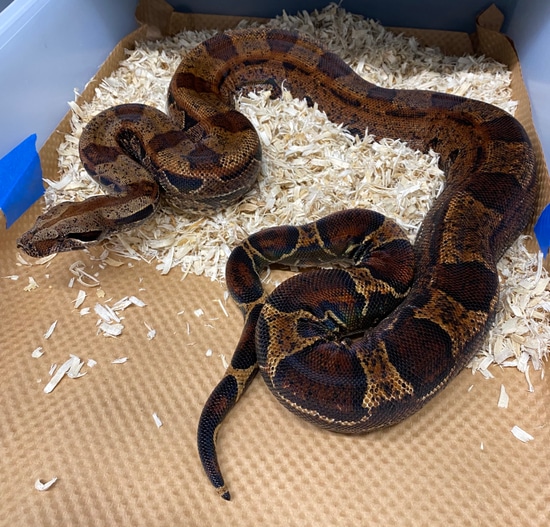 Keltic Jungle Boa Constrictor by LowKeyBoas