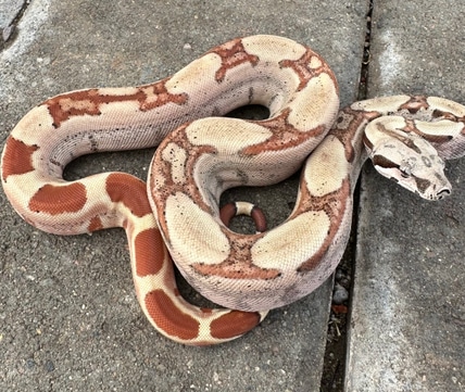 Scoria Het Blood Boa Constrictor by LowKeyBoas - MorphMarket