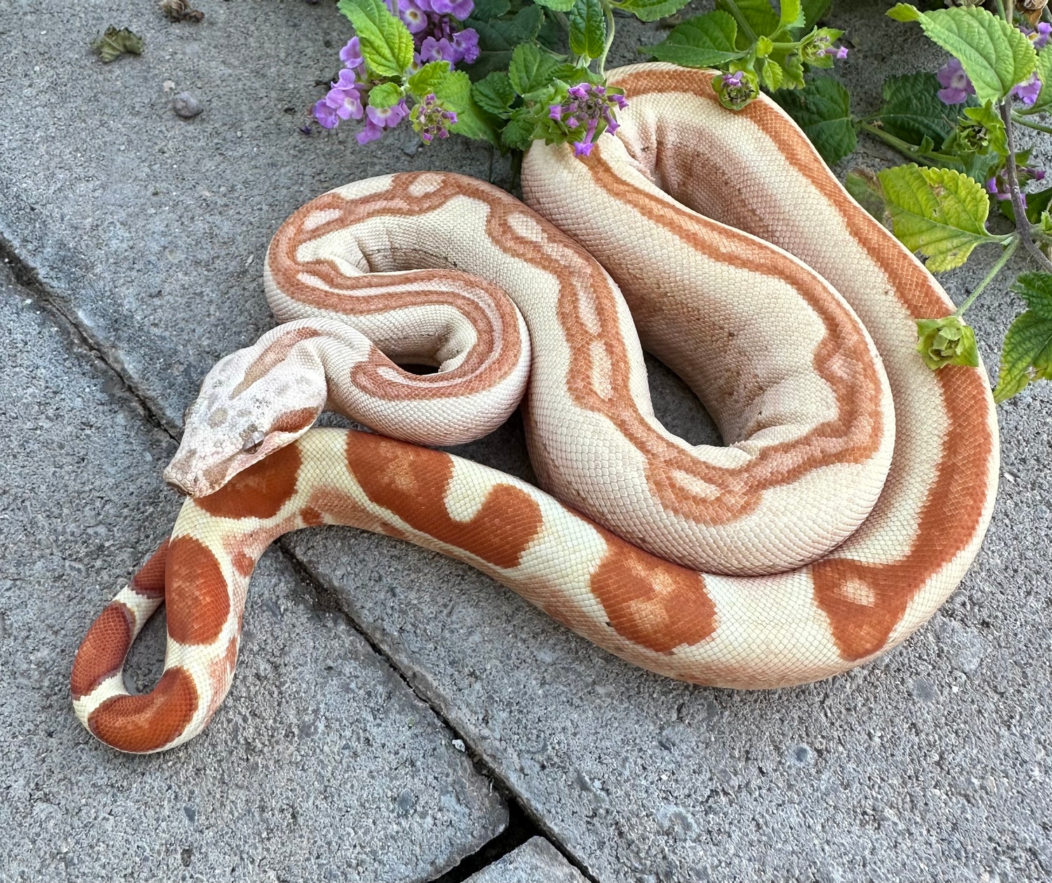 VPI T+ Sunglow Jungle Boa Constrictor by LowKeyBoas - MorphMarket