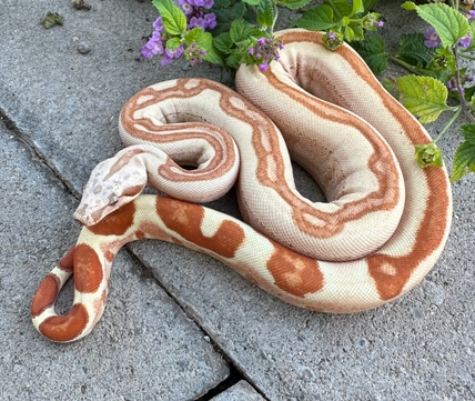 Scoria Het Blood Boa Constrictor by LowKeyBoas - MorphMarket
