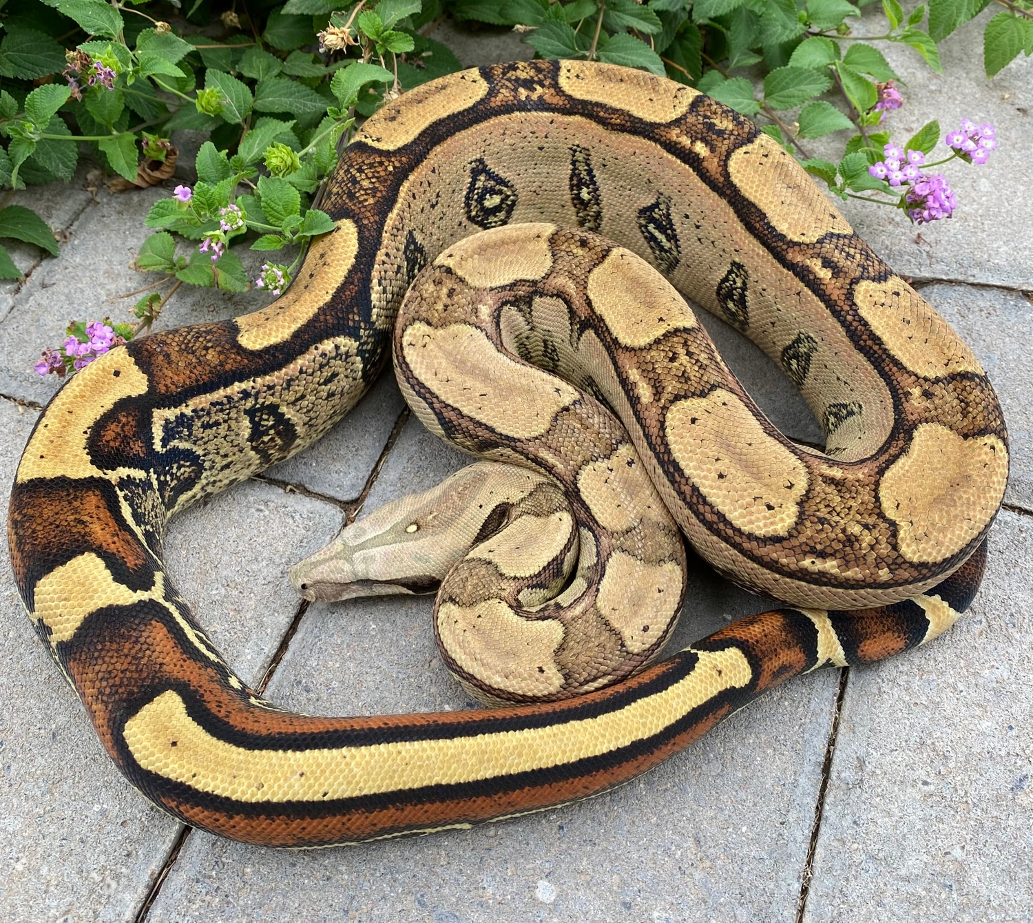 Keltic KeyWest Jungle Dh VPI T+ Snow Boa Constrictor by LowKeyBoas ...