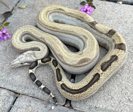 Jungle Dh VPI T+ Snow Boa Constrictor by LowKeyBoas - MorphMarket