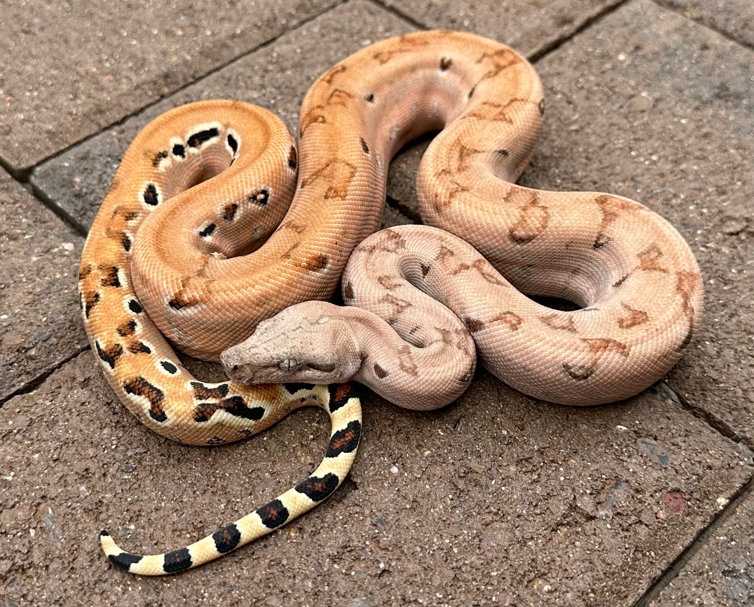 Scoria Het Blood Boa Constrictor by LowKeyBoas - MorphMarket