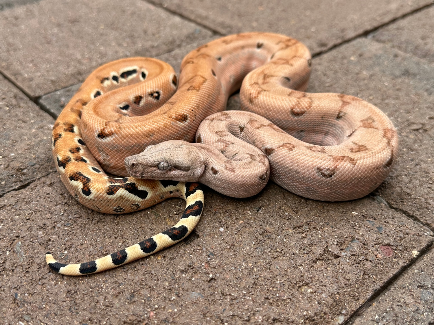 Scoria Het Blood Boa Constrictor by LowKeyBoas - MorphMarket