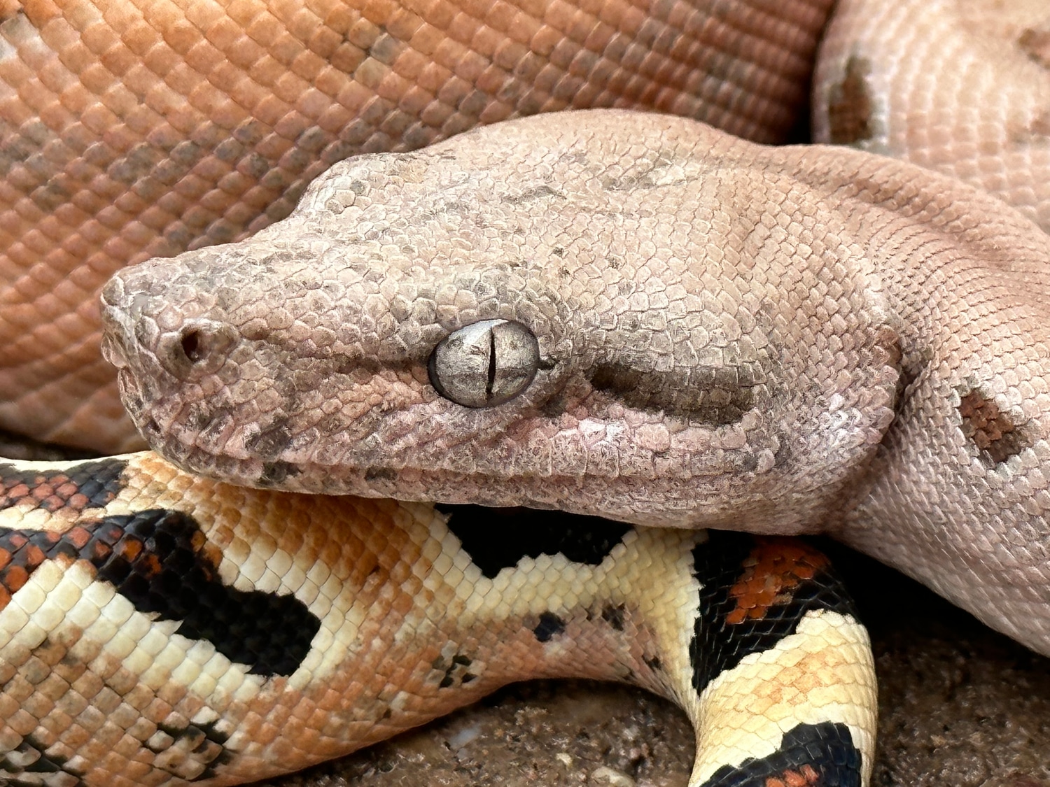 Scoria Het Blood Boa Constrictor by LowKeyBoas - MorphMarket