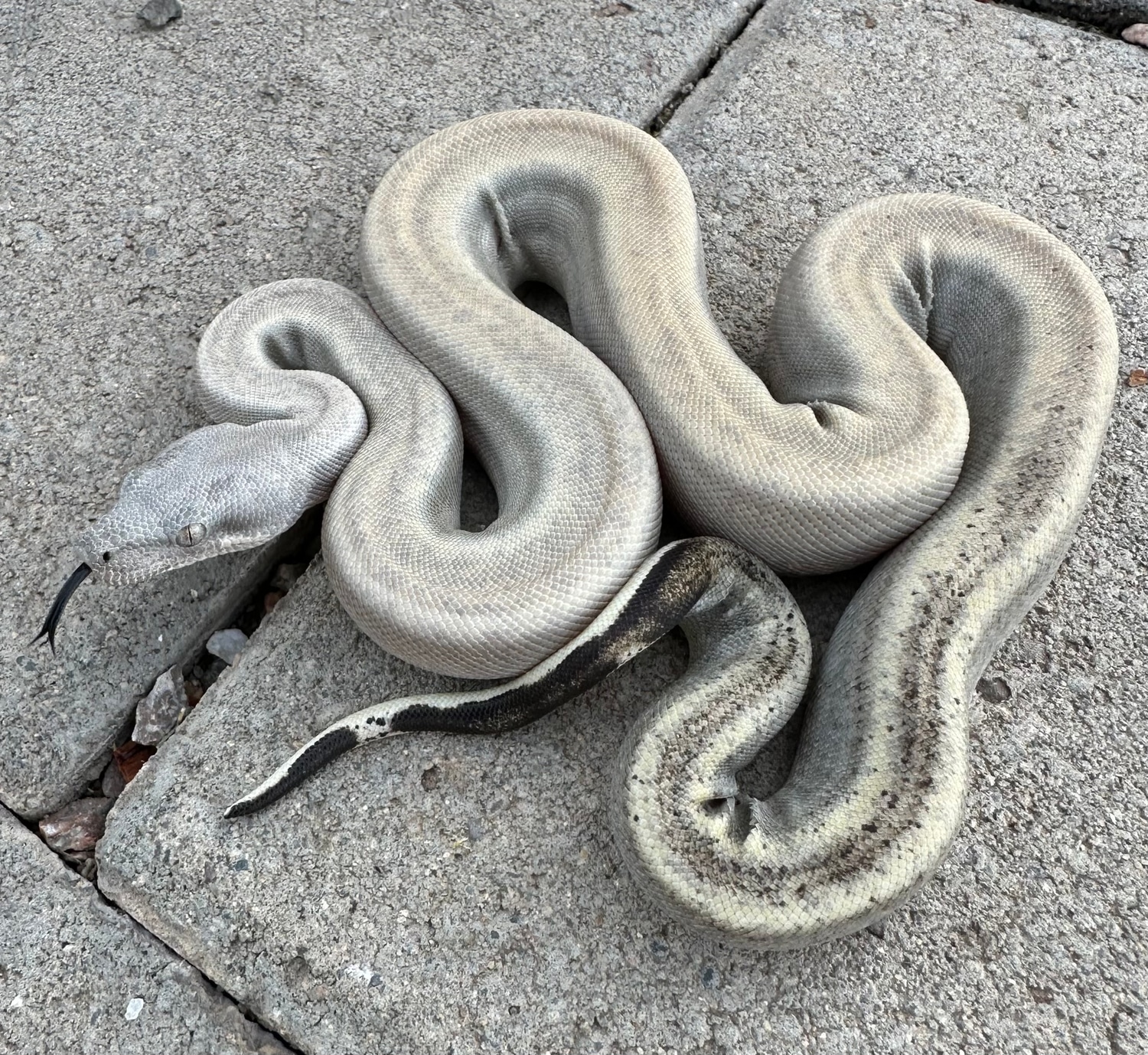 Anery Sterling Boa Constrictor by LowKeyBoas - MorphMarket