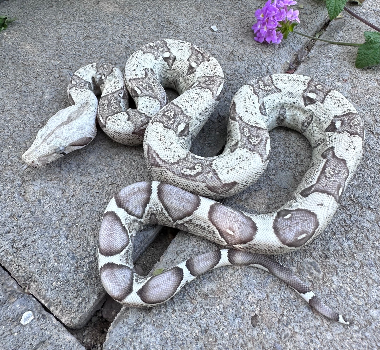 VPI T+ Snow Boa Constrictor by LowKeyBoas - MorphMarket
