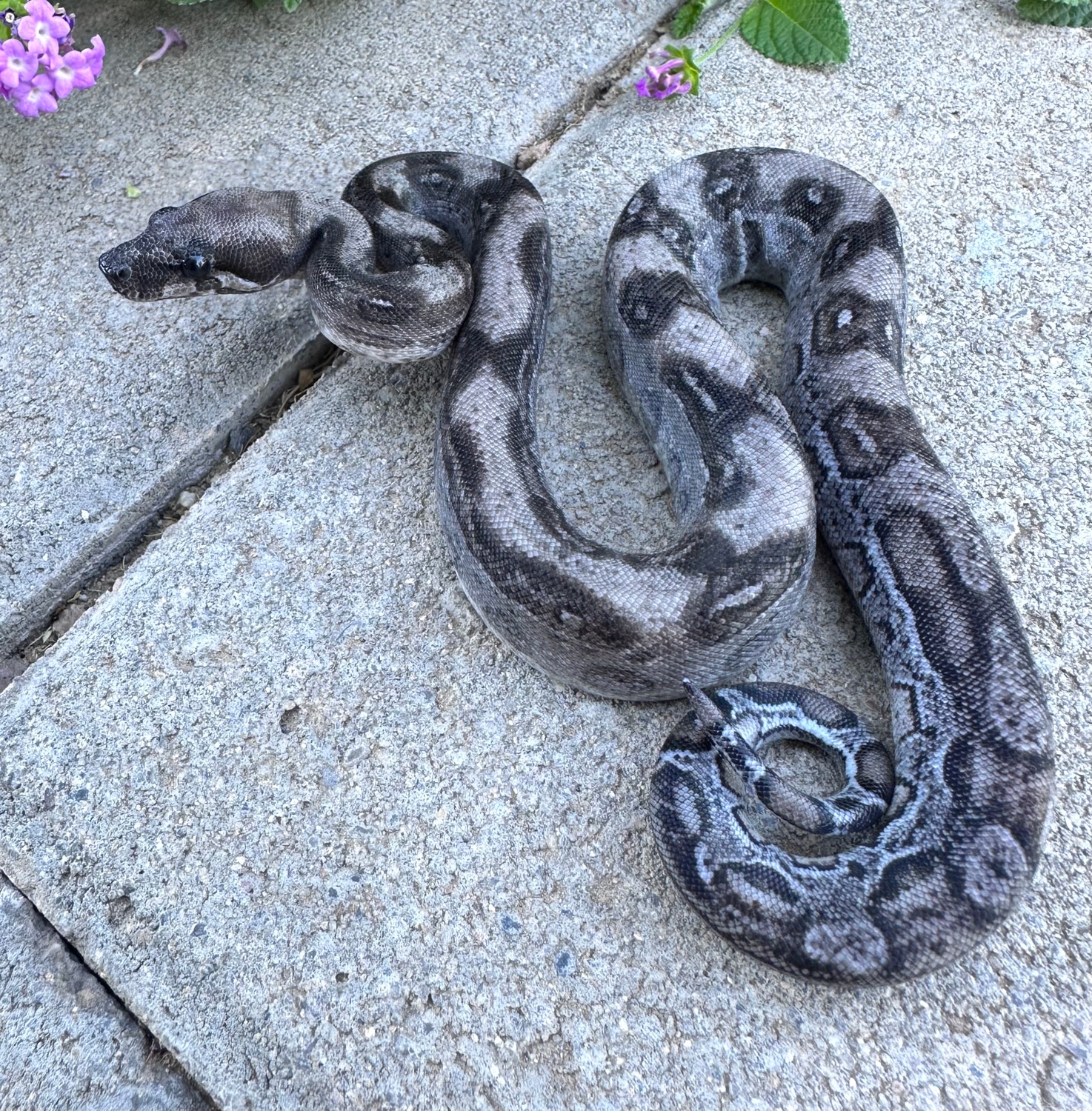 Anery Leopard Het Albino Boa Constrictor by LowKeyBoas - MorphMarket