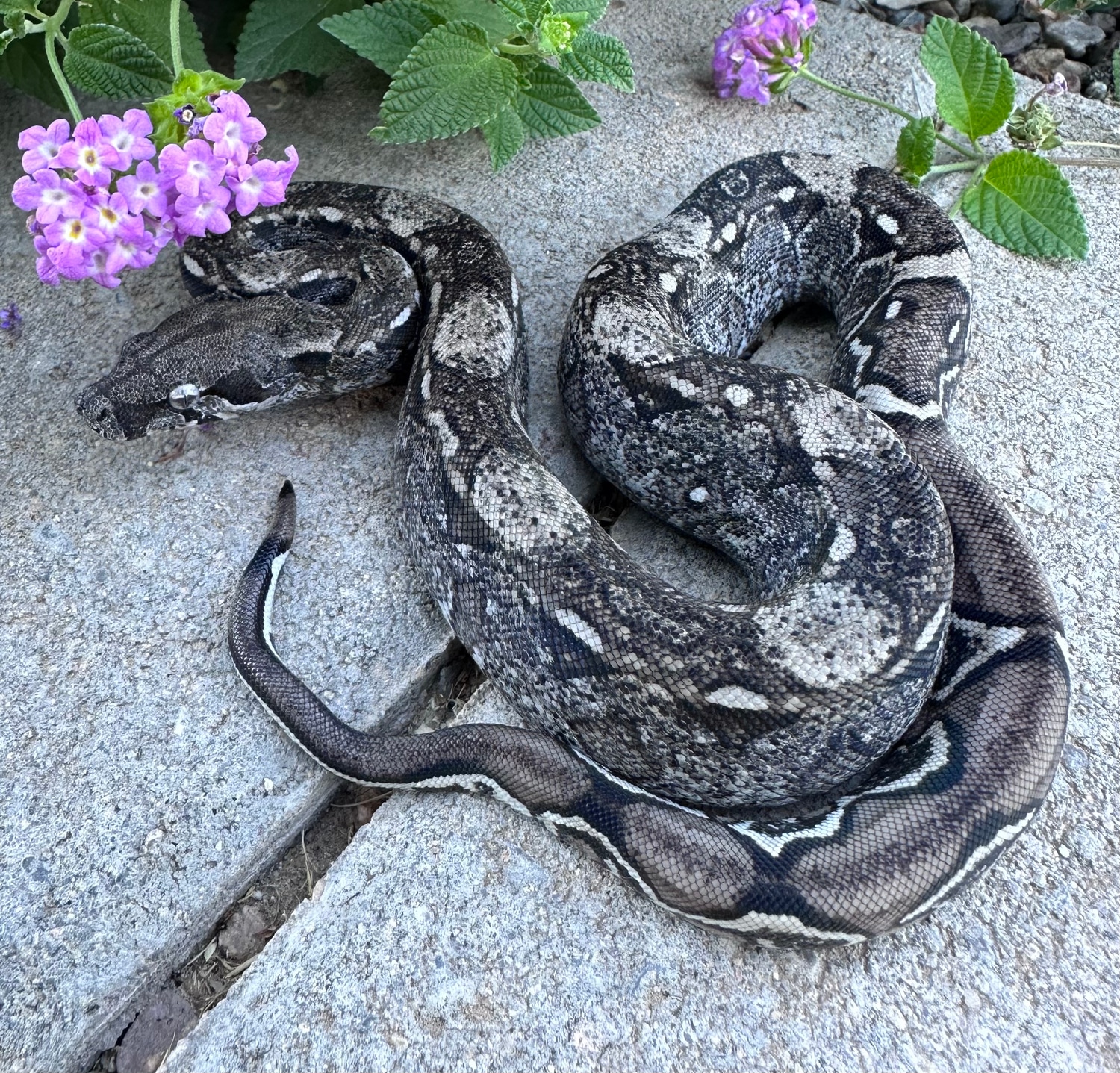 Anery Het Albino 66% Leopard Boa Constrictor by LowKeyBoas - MorphMarket