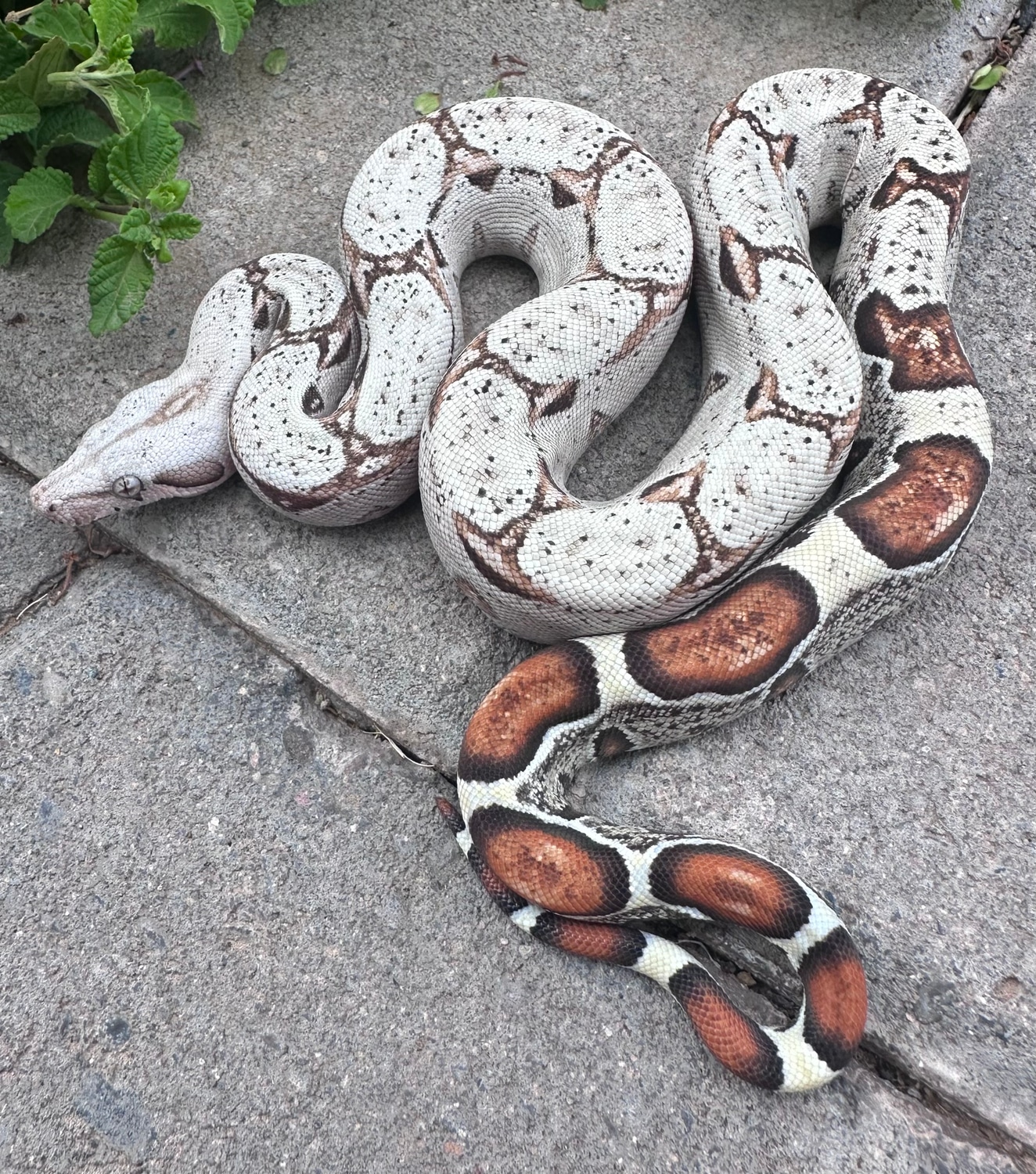 VPI T+ Dh Anery Leopard Boa Constrictor by LowKeyBoas - MorphMarket