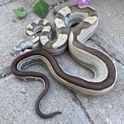 Motley Fire Het VPI T Boa Constrictor by LowKeyBoas - MorphMarket