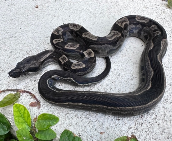 IMG Jungle Motley Dh Spector Boa Constrictor by LowKeyBoas
