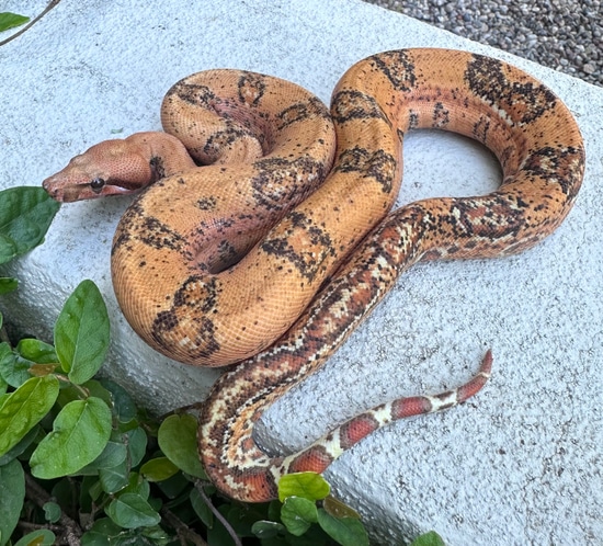 VPI T+ Sunglow Leopard Boa Constrictor by LowKeyBoas