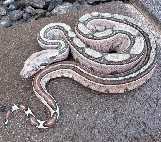 Labyrinth Dh Anery Leopard Boa Constrictor by LowKeyBoas