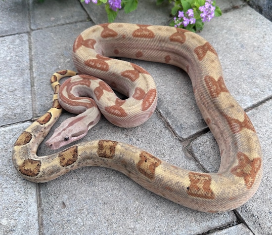 Hypo Labyrinth Dh VPI T+ Leopard Boa Constrictor by LowKeyBoas